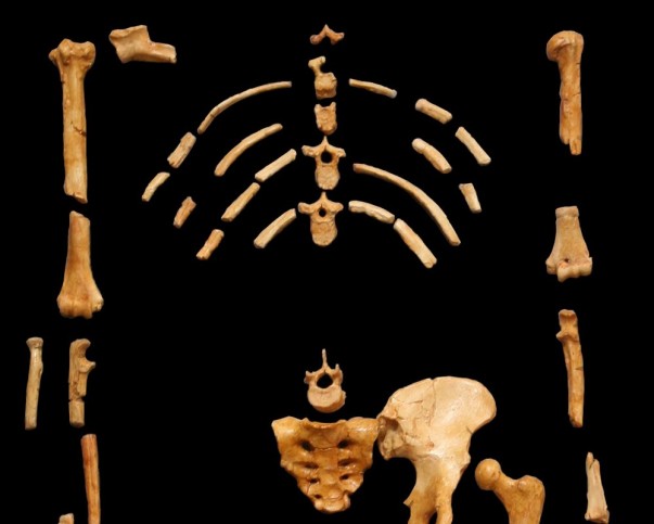 Lucy, scheletul care a rescris istoria omului pe Pământ