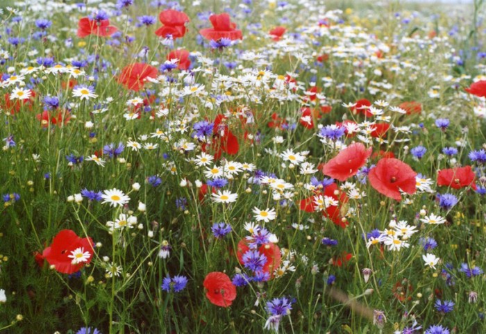 Cele mai frumoase flori de câmp