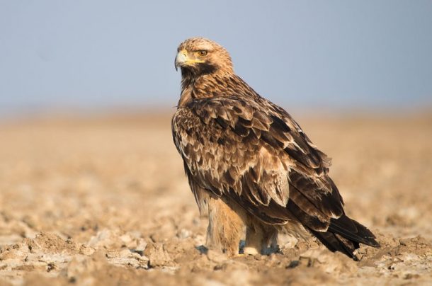 O pasăre superbă trăiește din nou în România, după 45 de ani de la ...