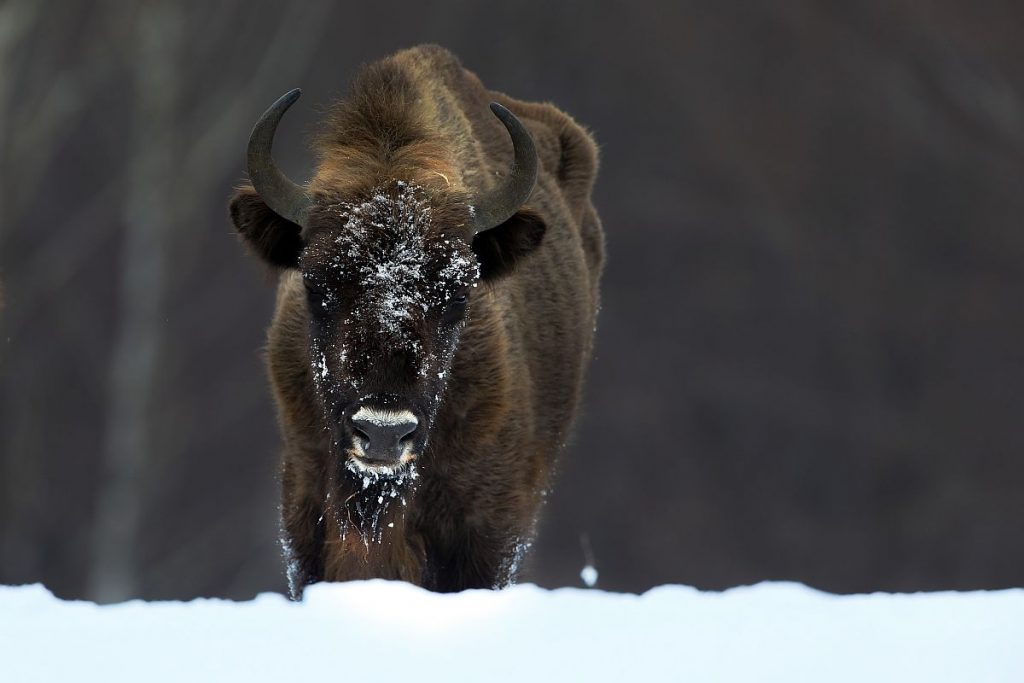 Imagini impresionante cu zimbri în sălbăticie, suprinse în munții României